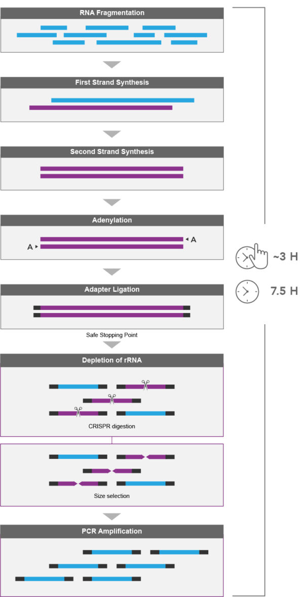 CRISPRclean Unique Dual Index Adapter Plate for RNA Prep (Set A) | Jumpcode Genomics